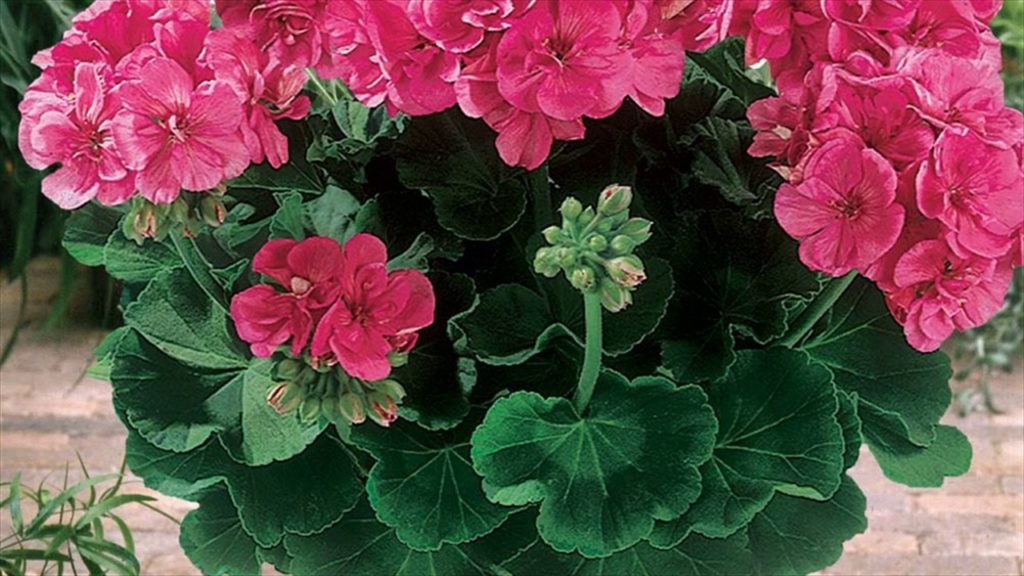 How to care for geraniums? Step by step - In Home Plans